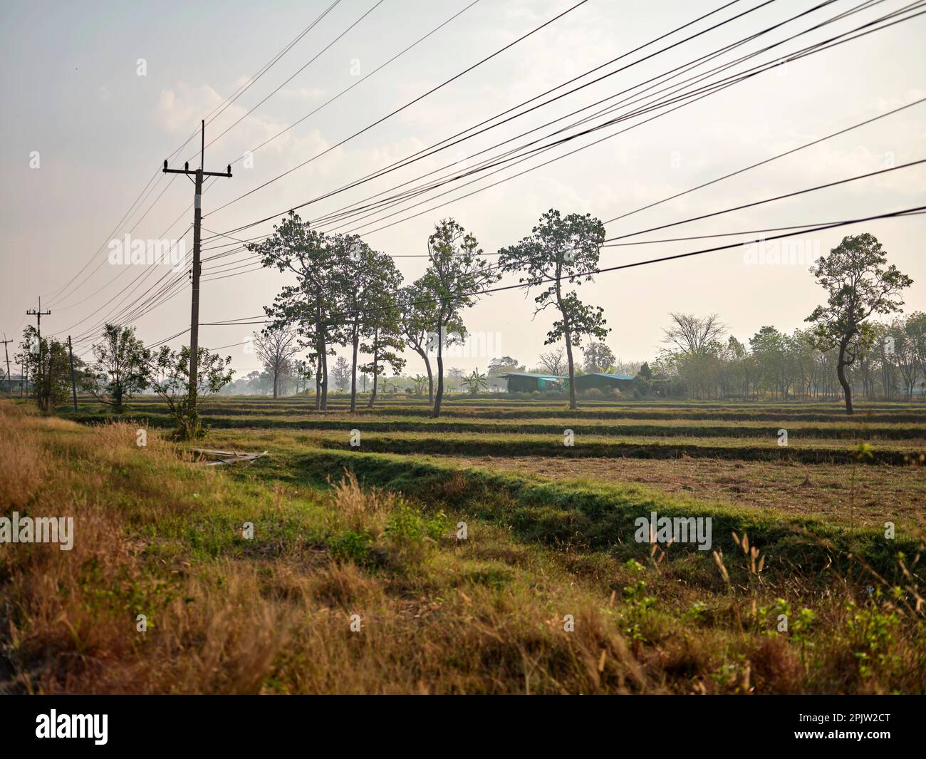Beautiful rice field with and big tree landscape, summer relax to ...