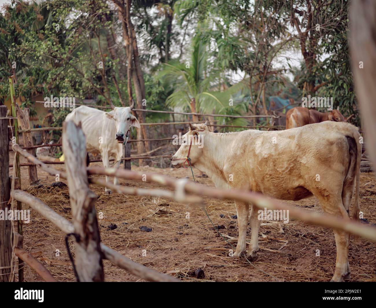 Southeast asian cows hi-res stock photography and images - Alamy