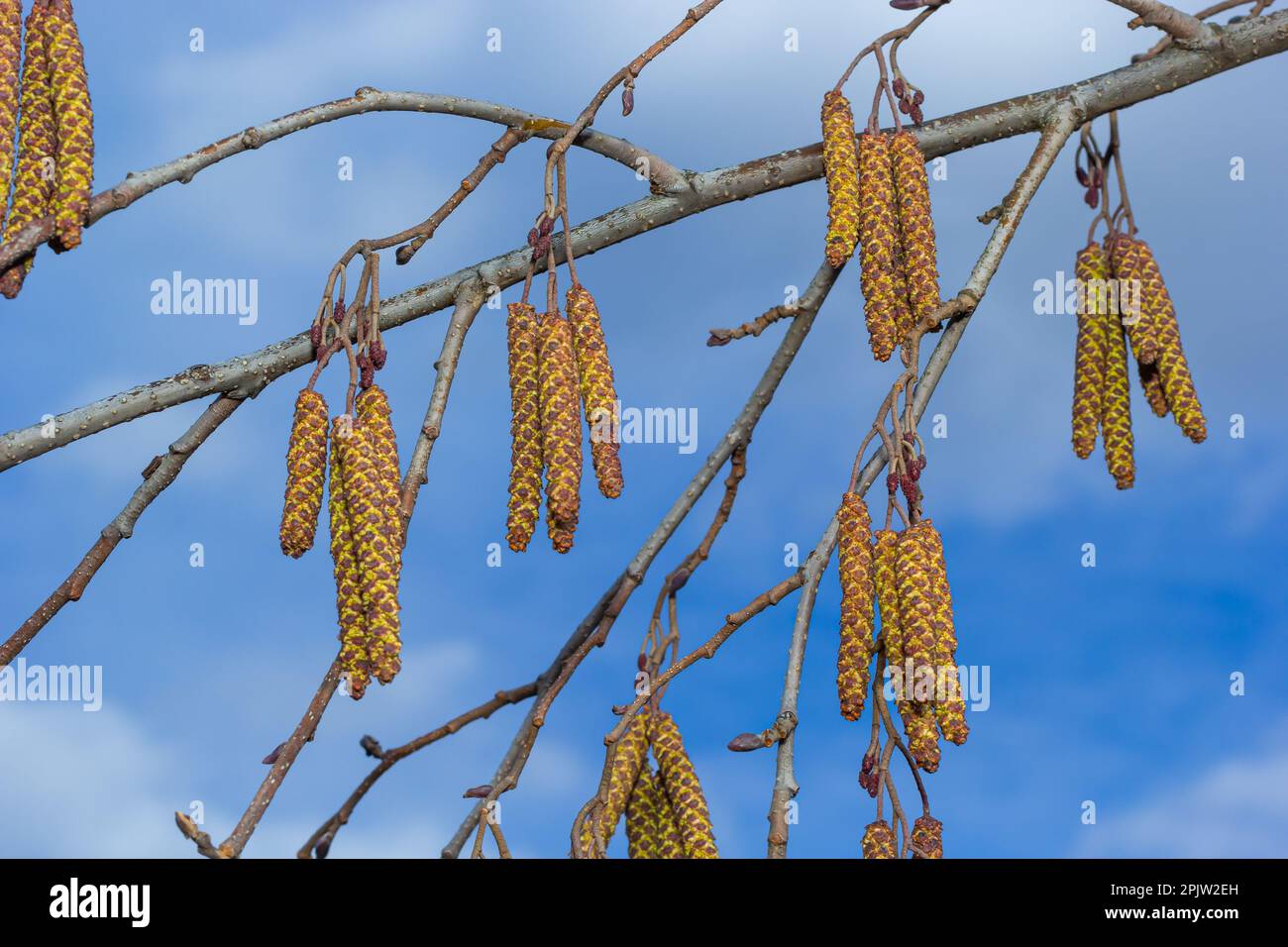 Small branch of black alder Alnus glutinosa with male catkins and ...