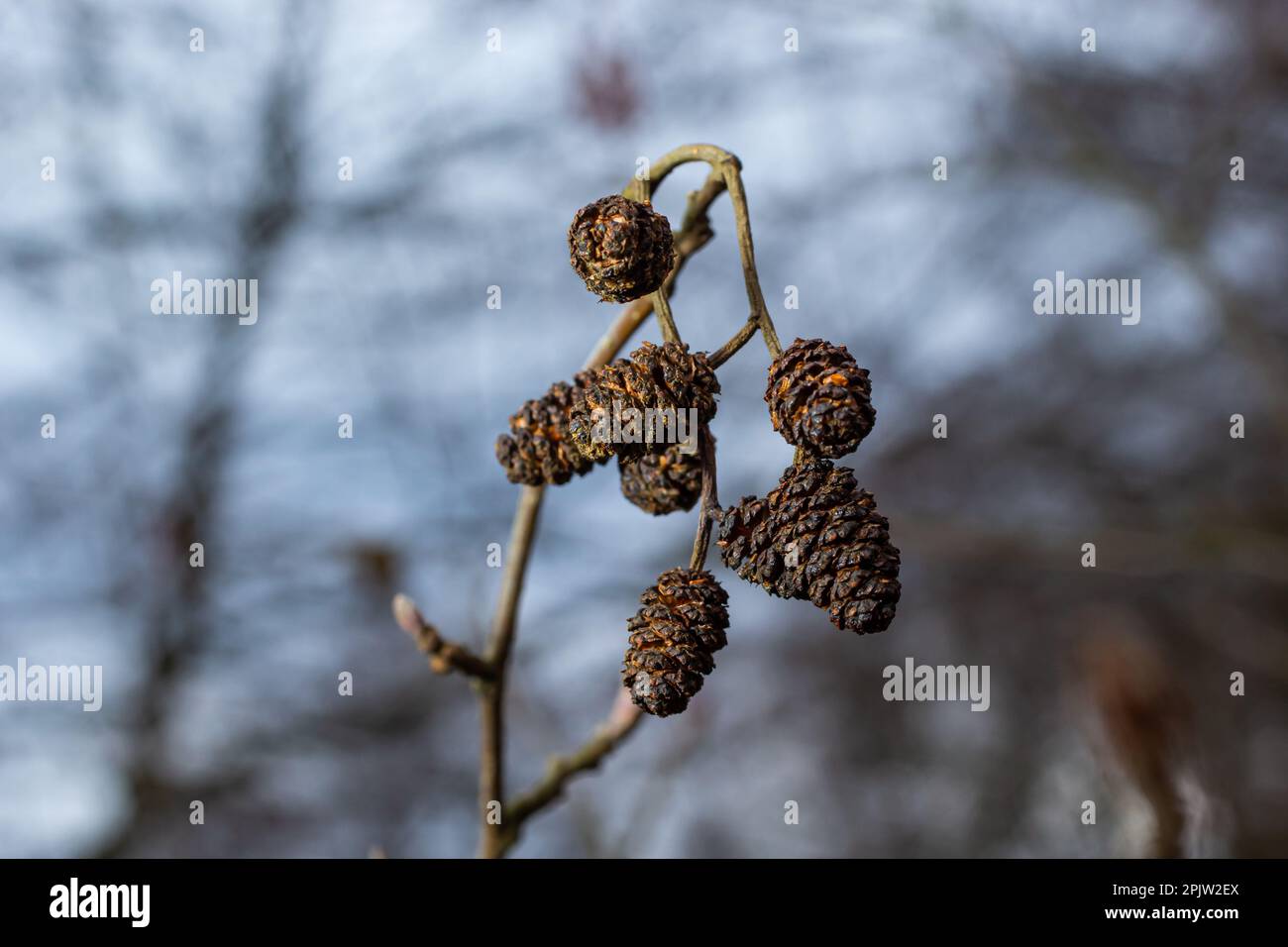 Small branch of black alder Alnus glutinosa with male catkins and ...