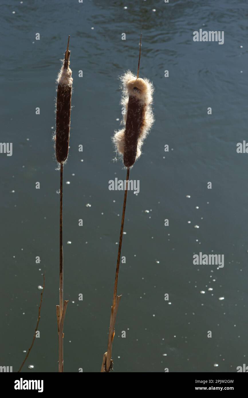 Cattails bulrush Typha latifolia beside river. Closeup of blooming ...