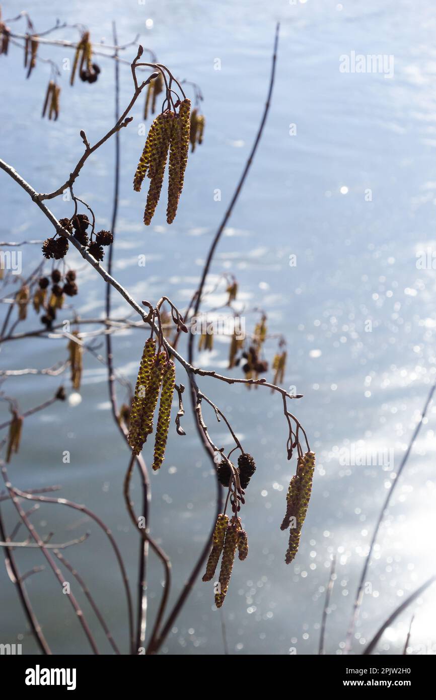 Small branch of black alder Alnus glutinosa with male catkins and ...