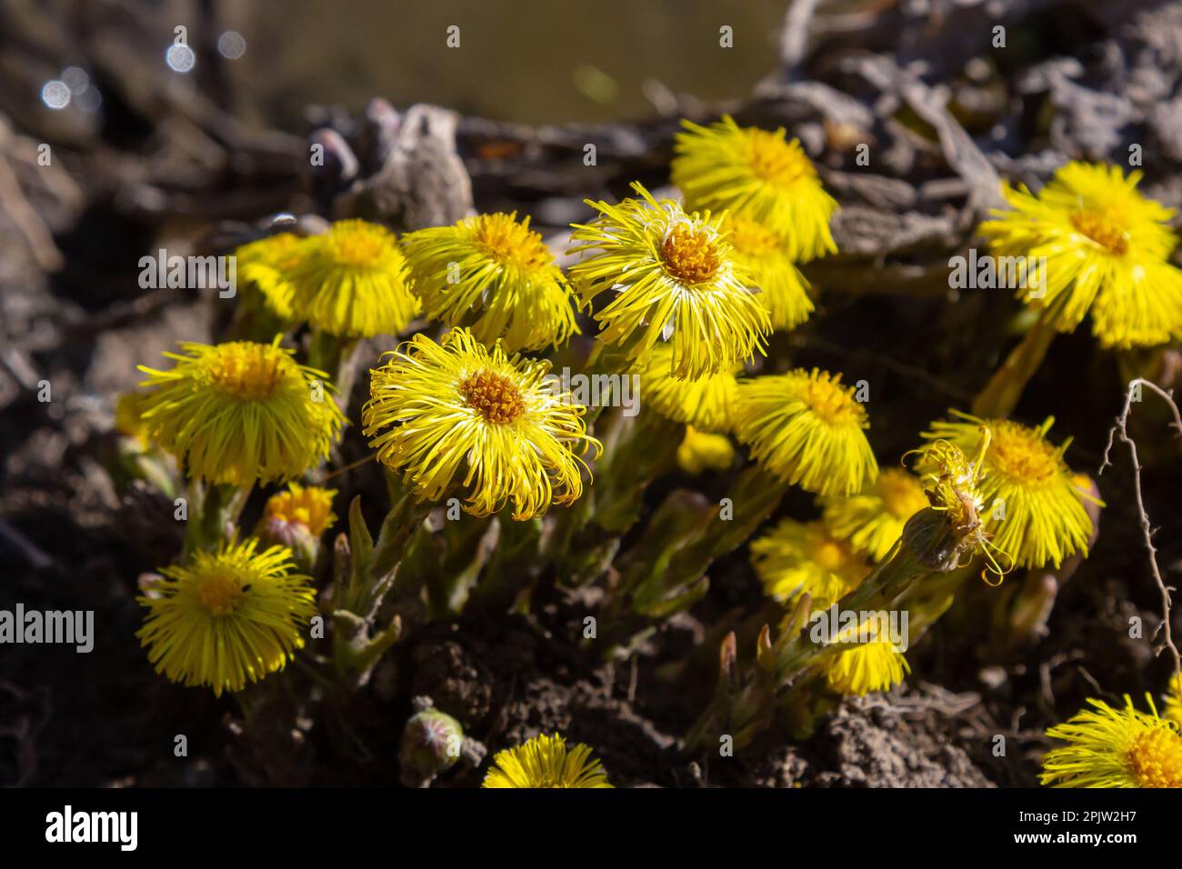 Tussilago farfara, commonly known as coltsfoot is a plant in the ...