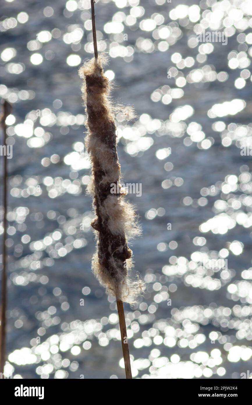 Cattails bulrush Typha latifolia beside river. Closeup of blooming ...