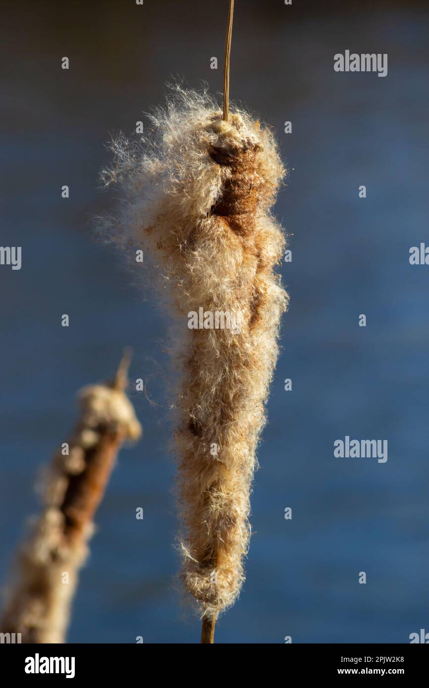 Cattails bulrush Typha latifolia beside river. Closeup of blooming ...