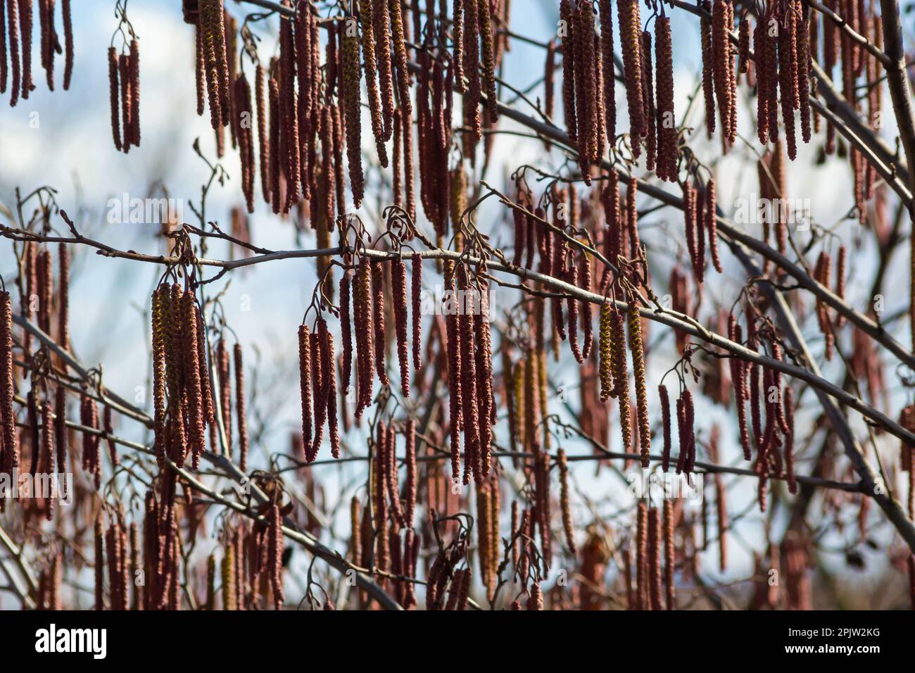 Small branch of black alder Alnus glutinosa with male catkins and ...