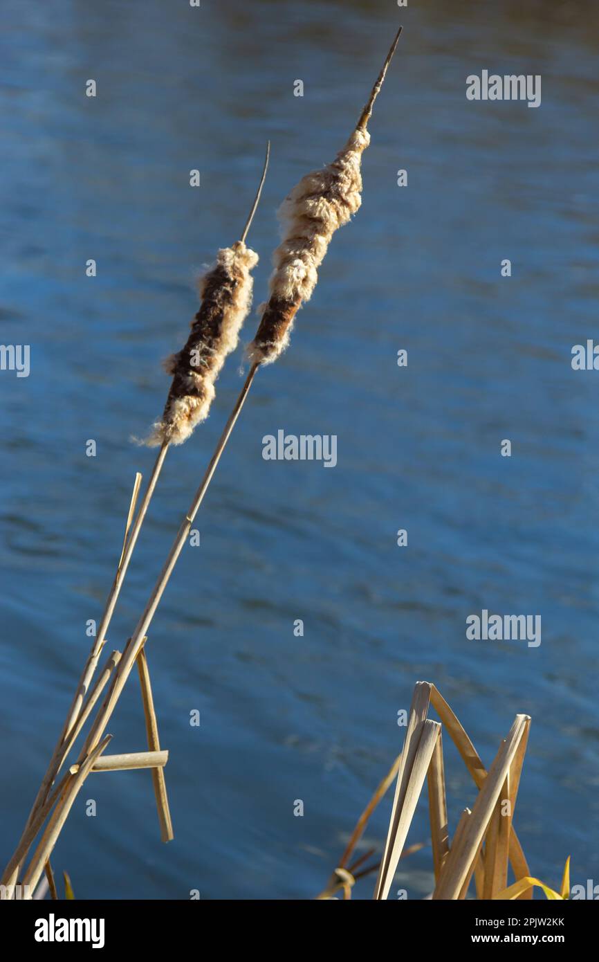 Cattails bulrush Typha latifolia beside river. Closeup of blooming ...