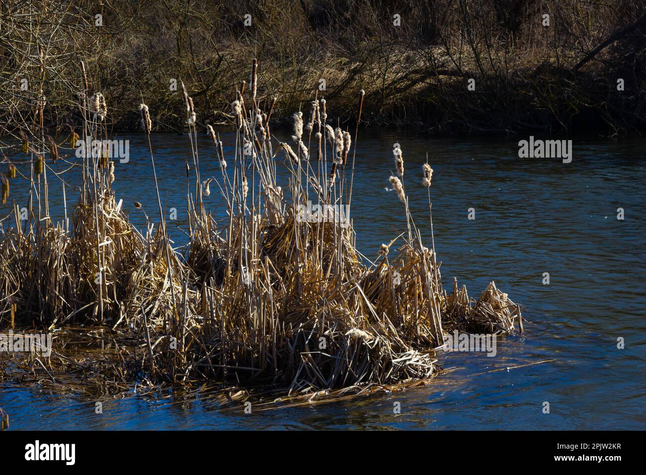 Cattails bulrush Typha latifolia beside river. Closeup of blooming ...