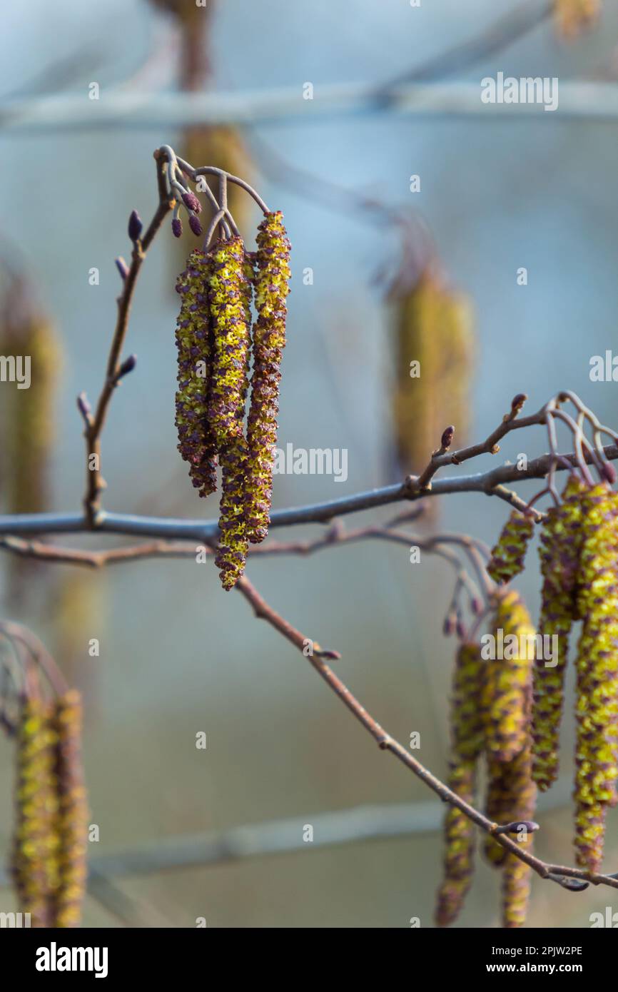 Small branch of black alder Alnus glutinosa with male catkins and ...
