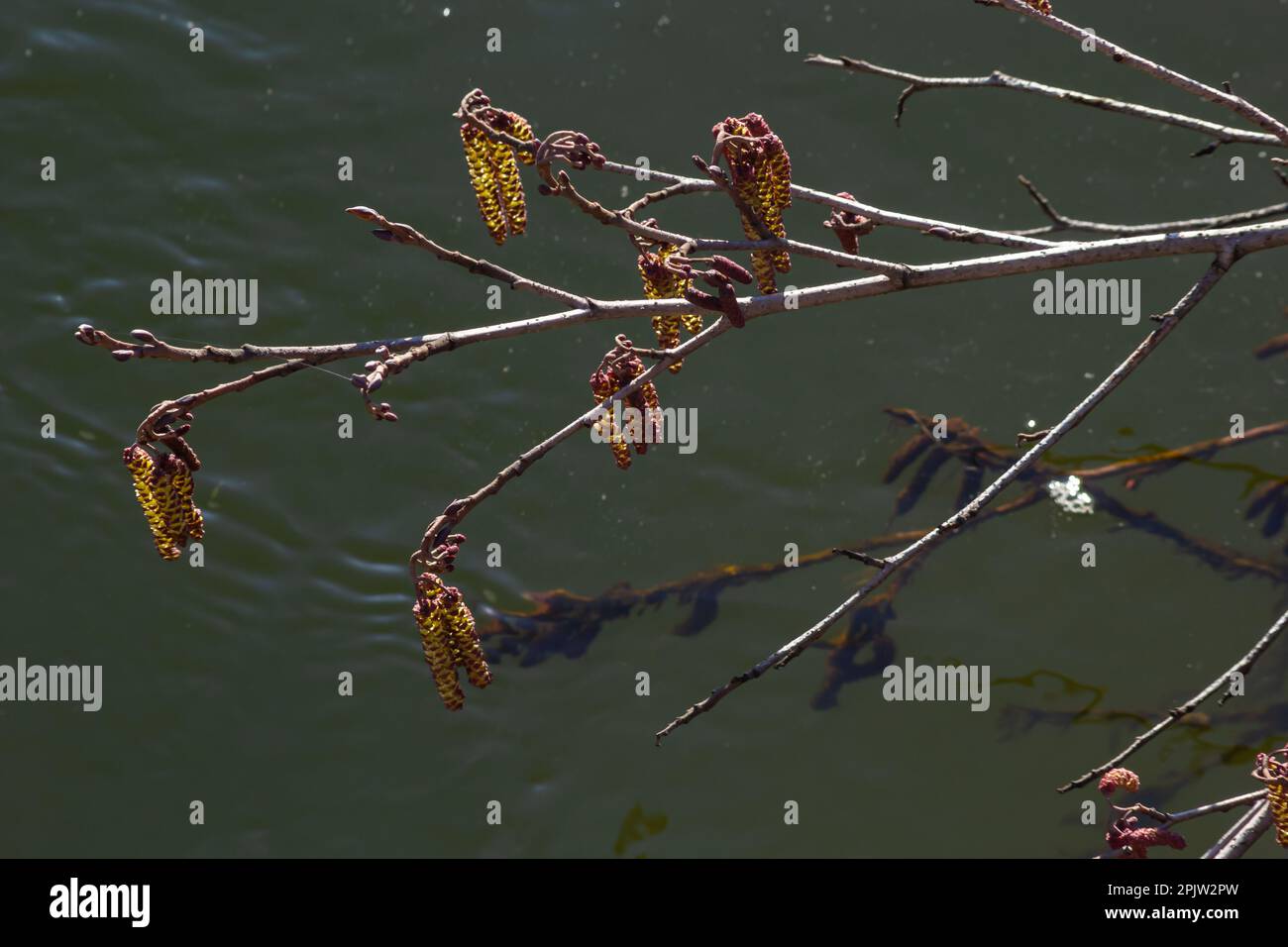 Small branch of black alder Alnus glutinosa with male catkins and ...