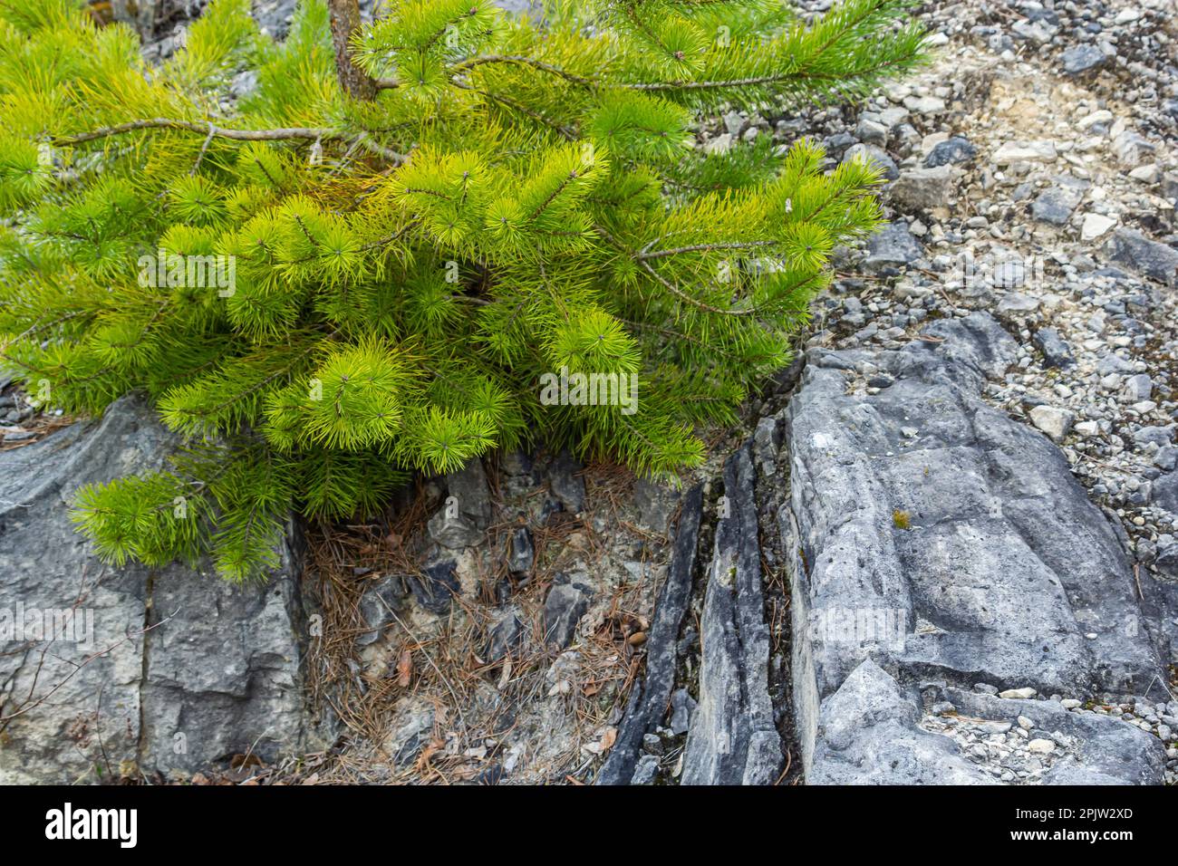 Small pine tree. small green spruce grows on a stone against the ...