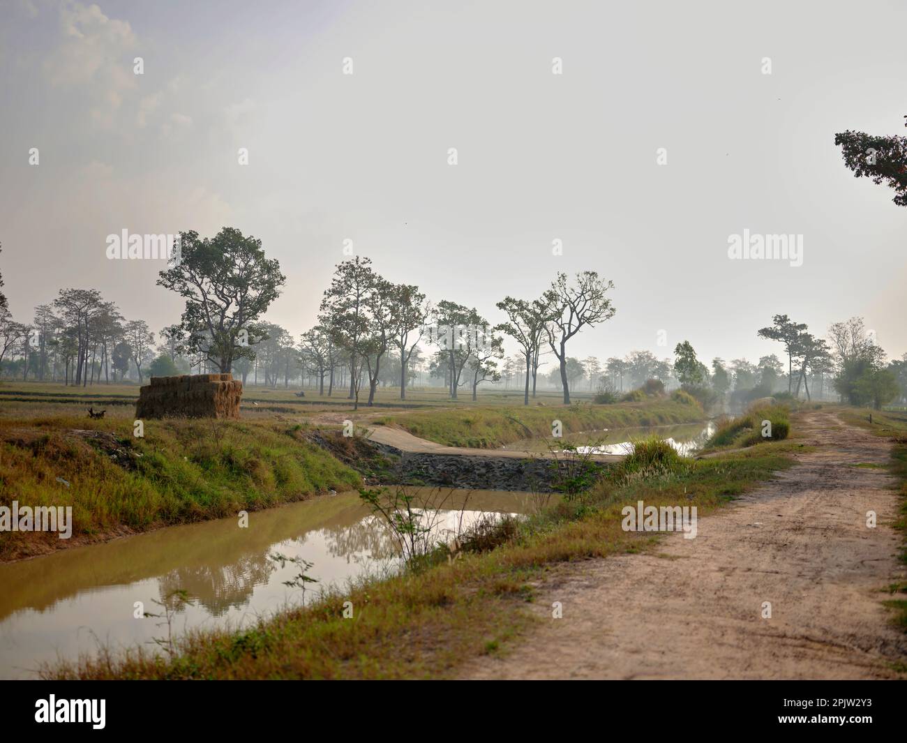 Beautiful rice field with and big tree landscape, summer relax to ...