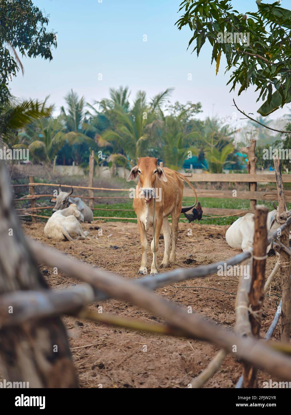 Cows farm in Thailand, southeast Asia Stock Photo - Alamy