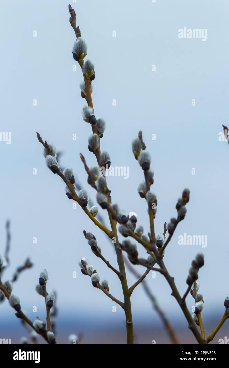 Willow Salix caprea branch with coats, fluffy willow flowers. Easter ...