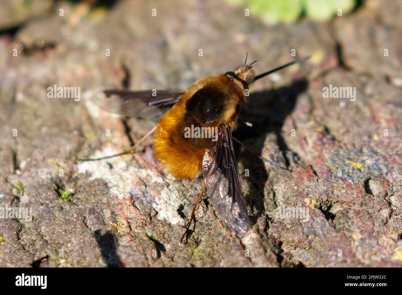 Dark-edged bee-fly (Bombylius major) feeding, Sussex, UK Stock Photo ...