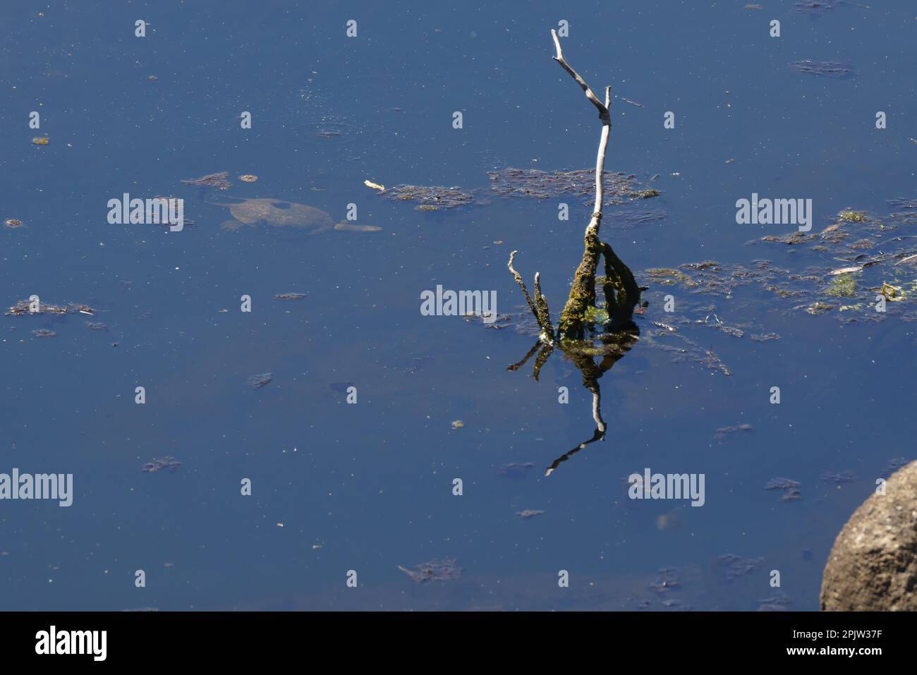Submerged turtle swimming in the river next to a dry branch Stock Photo ...