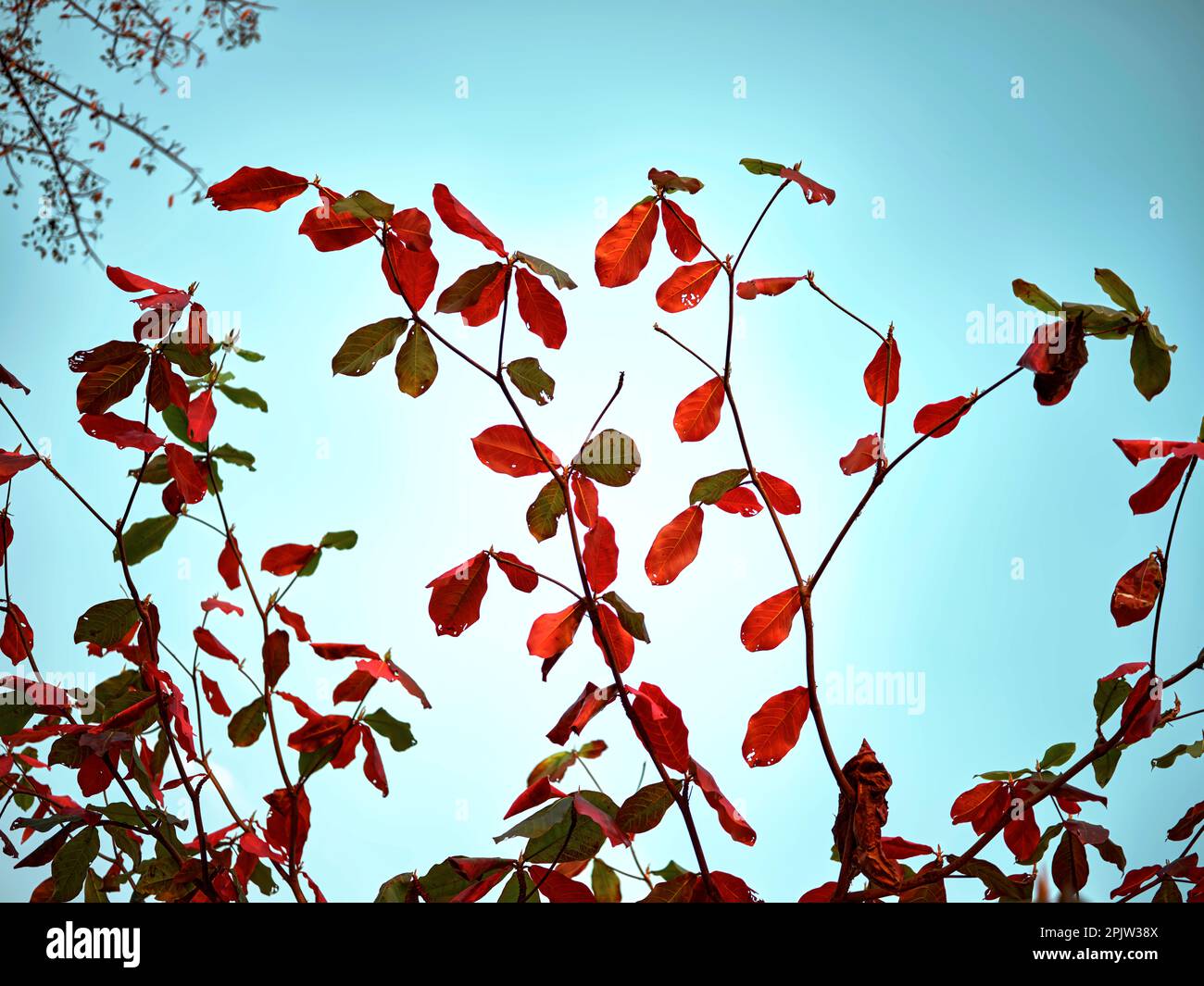 Malabar tree The leaves begin to turn red in the fall Stock Photo - Alamy