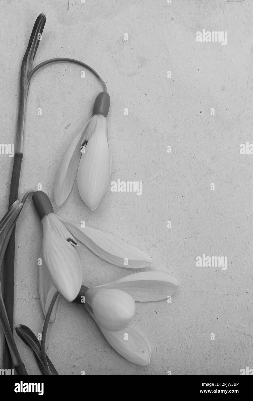 Spring garden flowers table Black and White Stock Photos & Images - Alamy