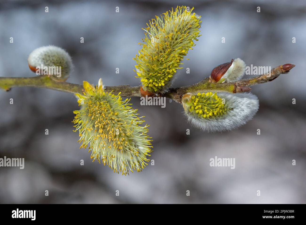 Willow Salix caprea branch with coats, fluffy willow flowers. Easter ...