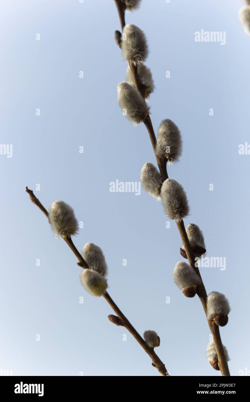 Willow Salix caprea branch with coats, fluffy willow flowers. Easter ...