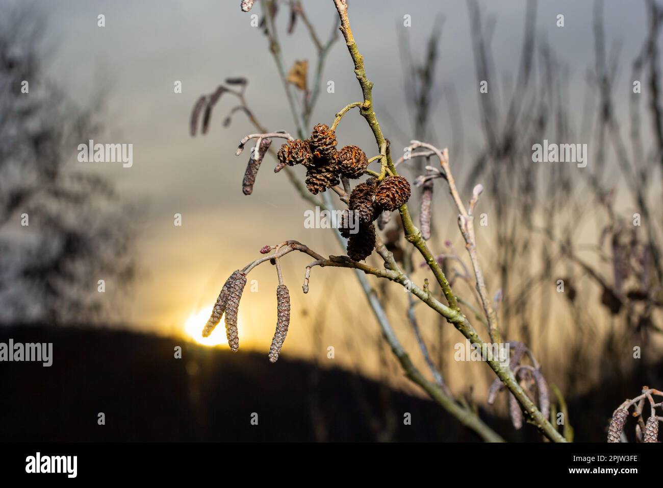 Small branch of black alder Alnus glutinosa with male catkins and ...