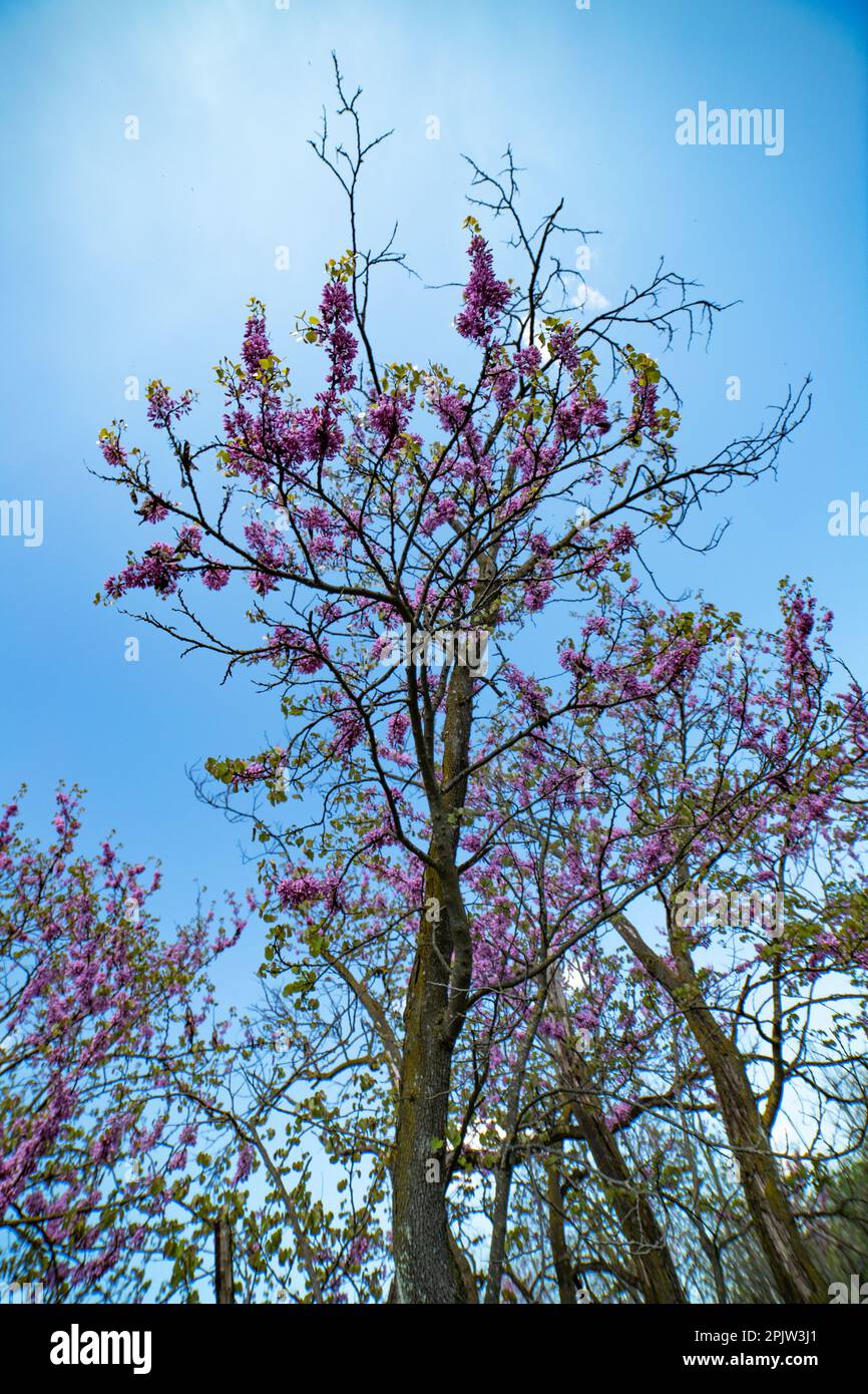 Judas tree in bloom Stock Photo - Alamy
