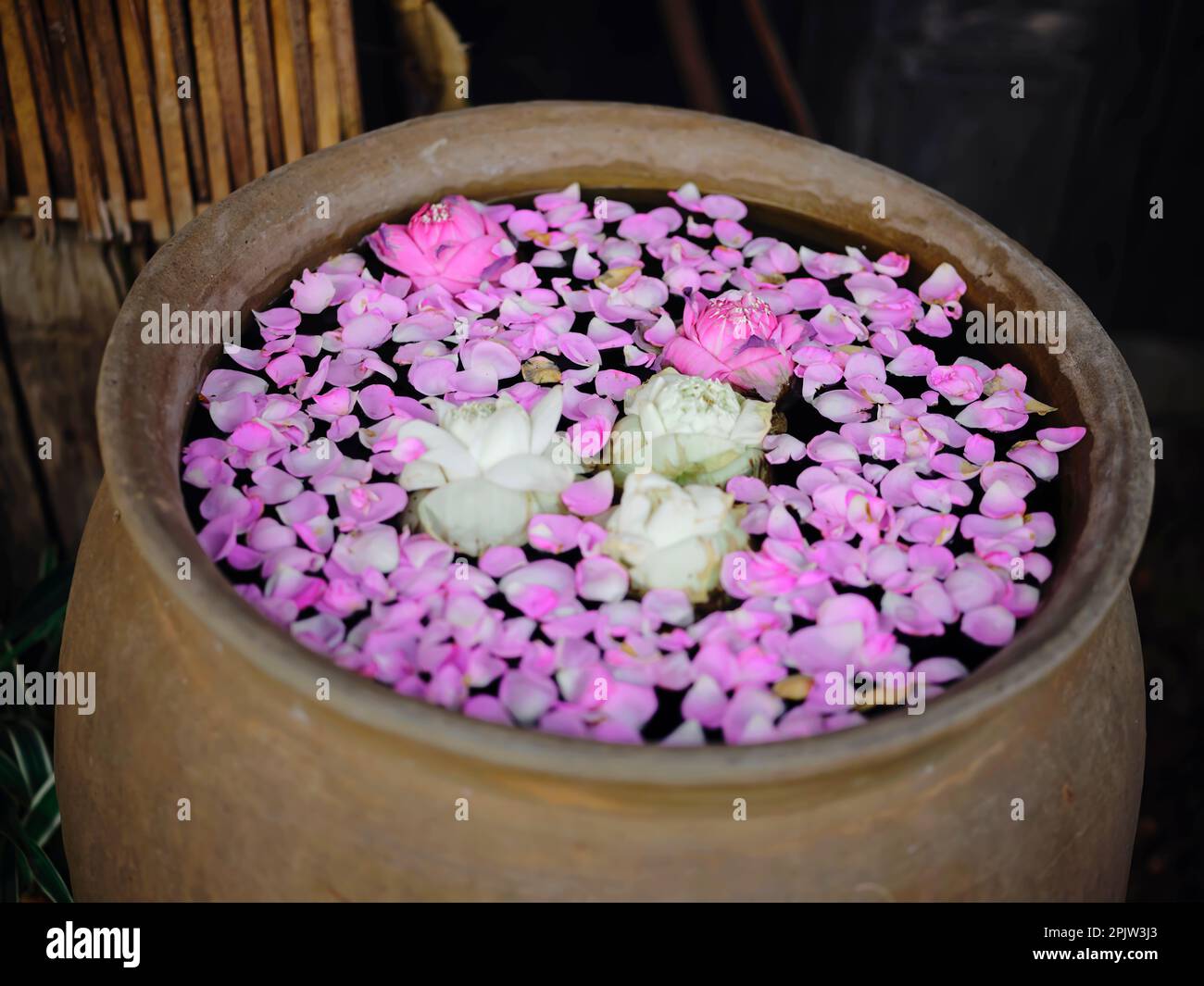flowers lotus garden lotus purple white beautiful lotus basin in the ...