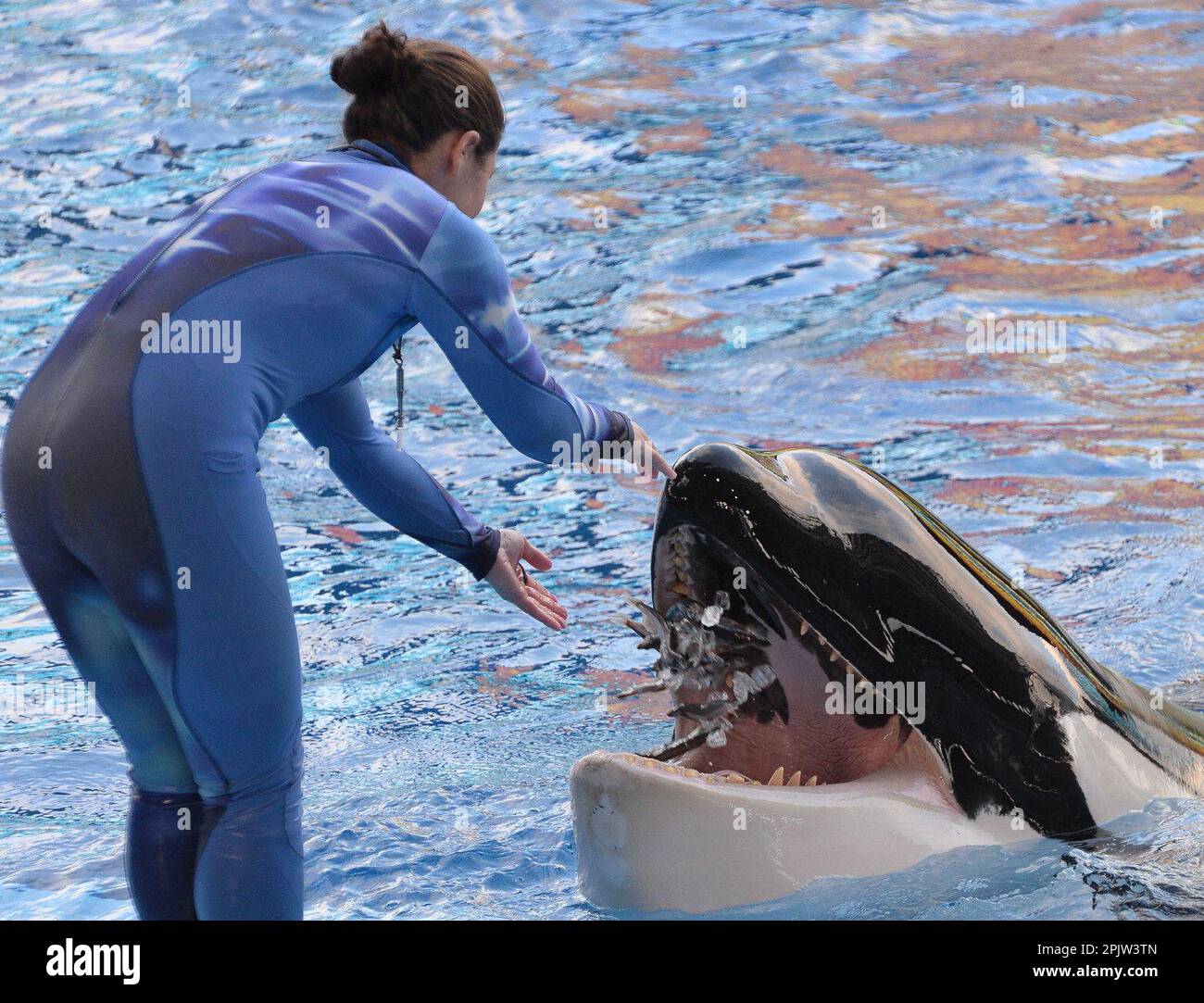 After 50 years at miami seaquarium hi-res stock photography and images ...