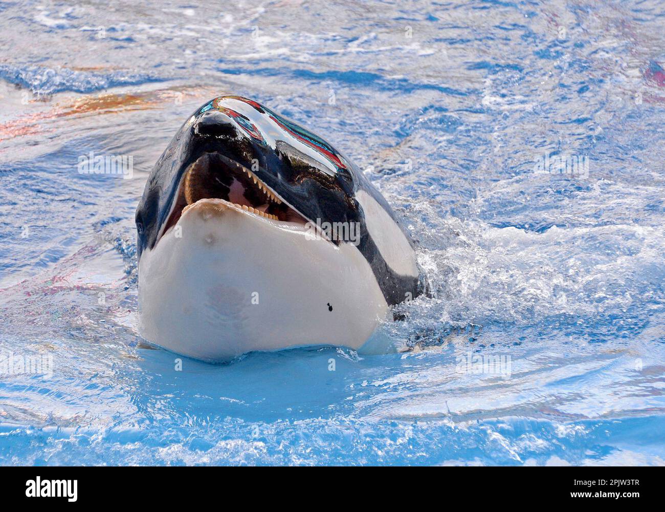 FORT LAUDERDALE, FL - APRIL 04: Captive orca Lolita set for release ...