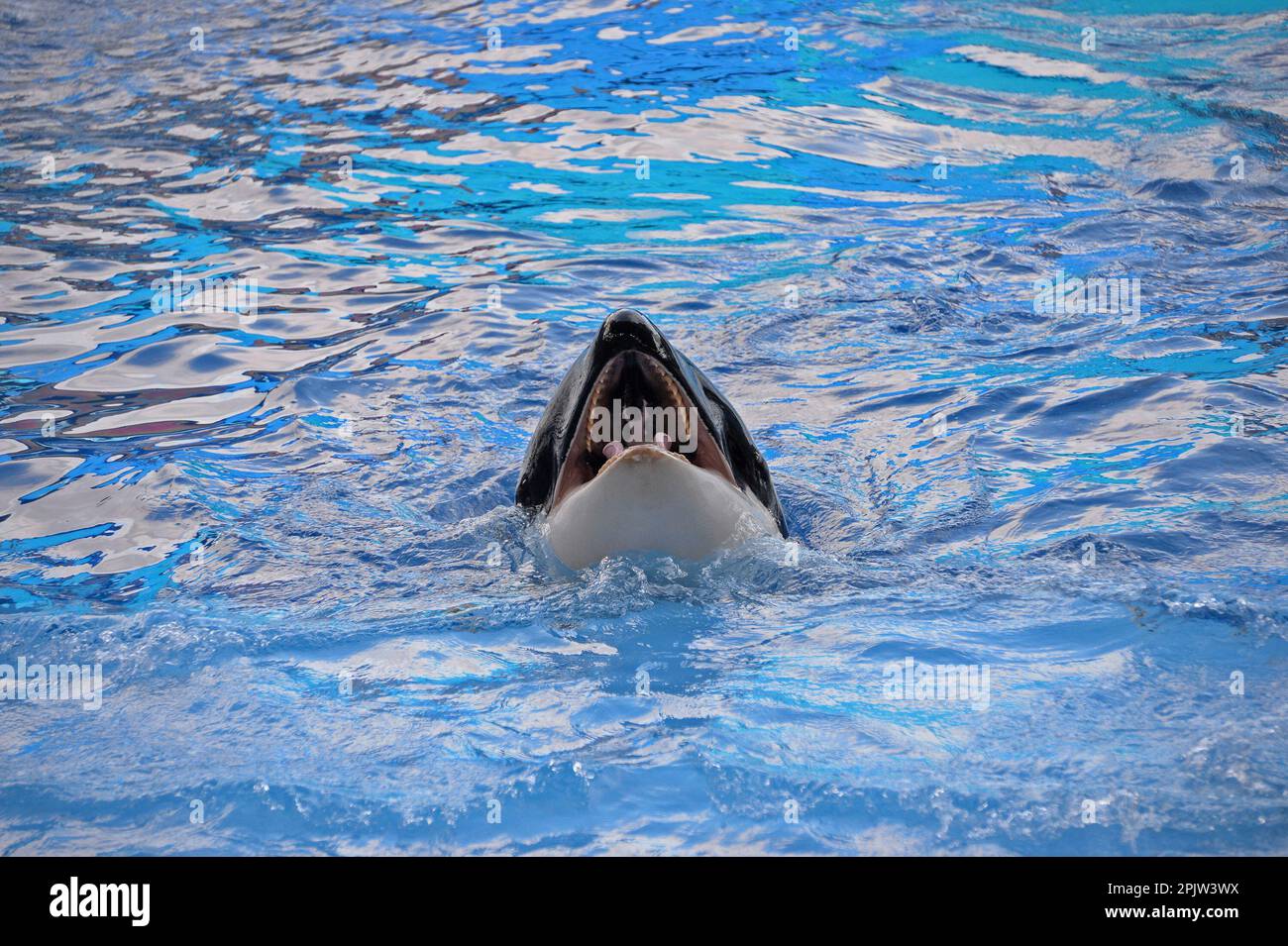 After 50 years at miami seaquarium hi-res stock photography and images ...