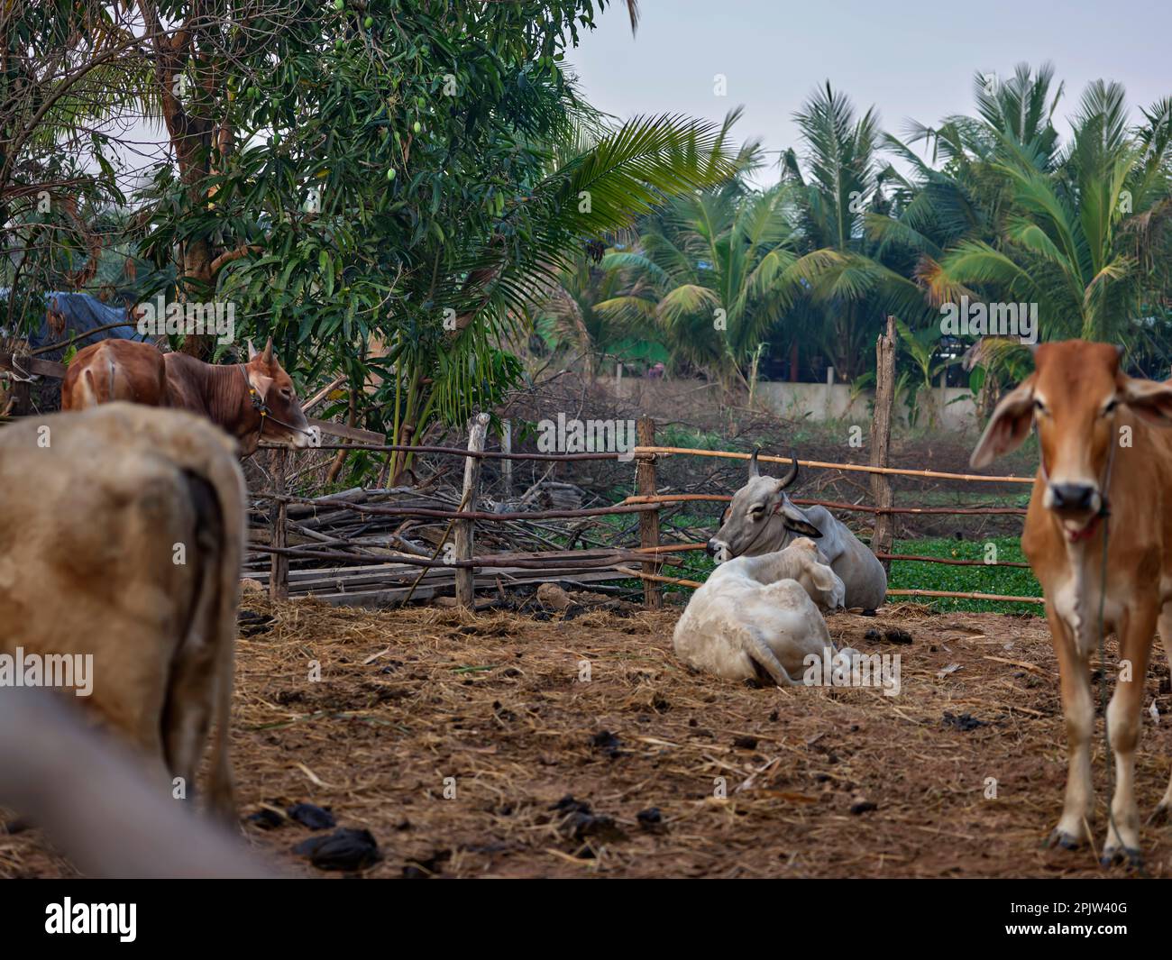 Cows farm in Thailand, southeast Asia Stock Photo - Alamy