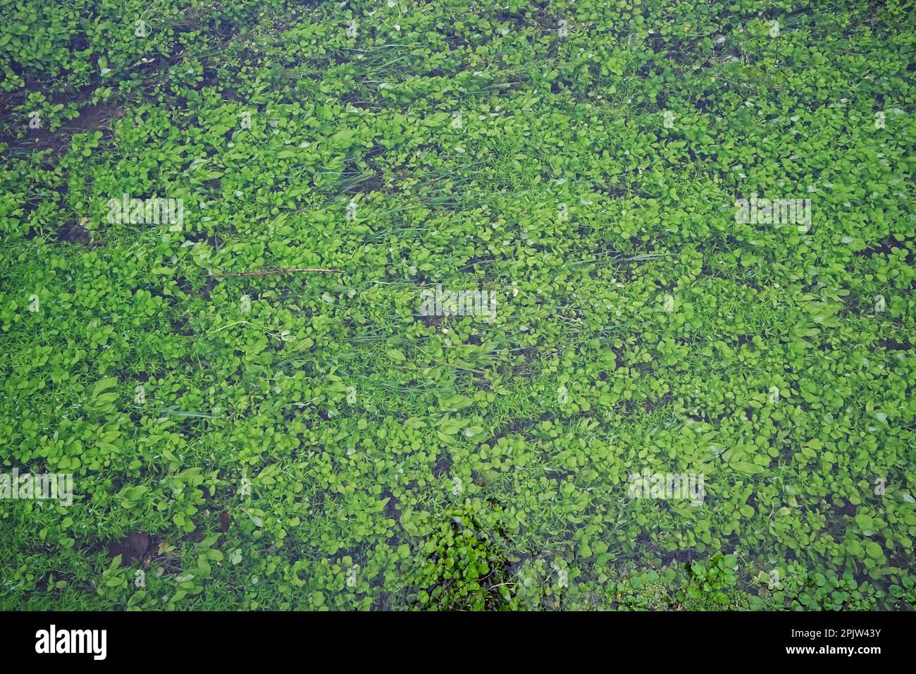 Close up Green underwater plants in crystal clear water Stock Photo - Alamy