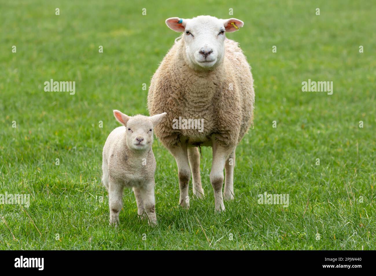 Close up of a ewe, or female sheep with her young lamb in Springtime ...