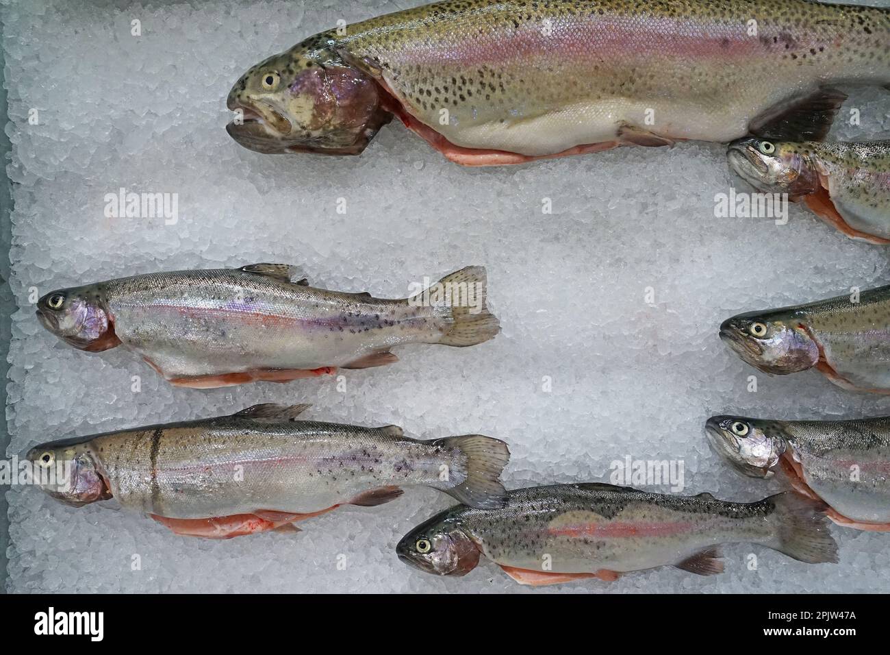 Close up Fresh Trout fish displayed on ice crush shelf Stock Photo - Alamy
