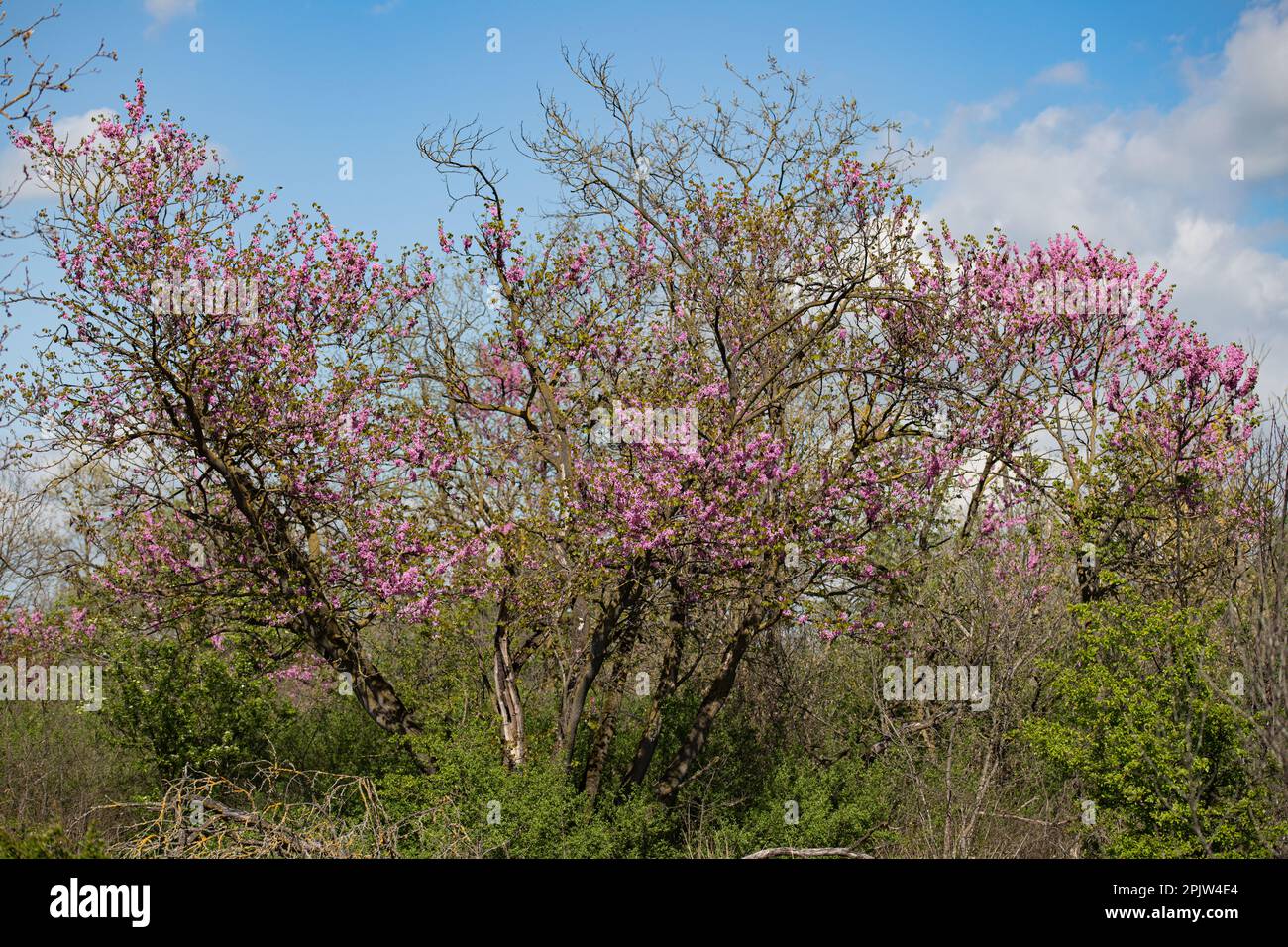 Judas tree in bloom Stock Photo - Alamy