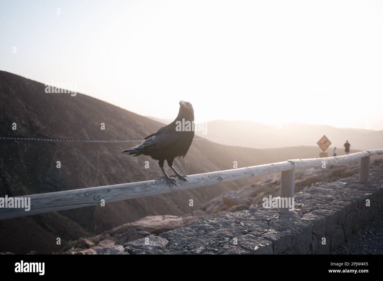 Raven on rocks hi-res stock photography and images - Alamy