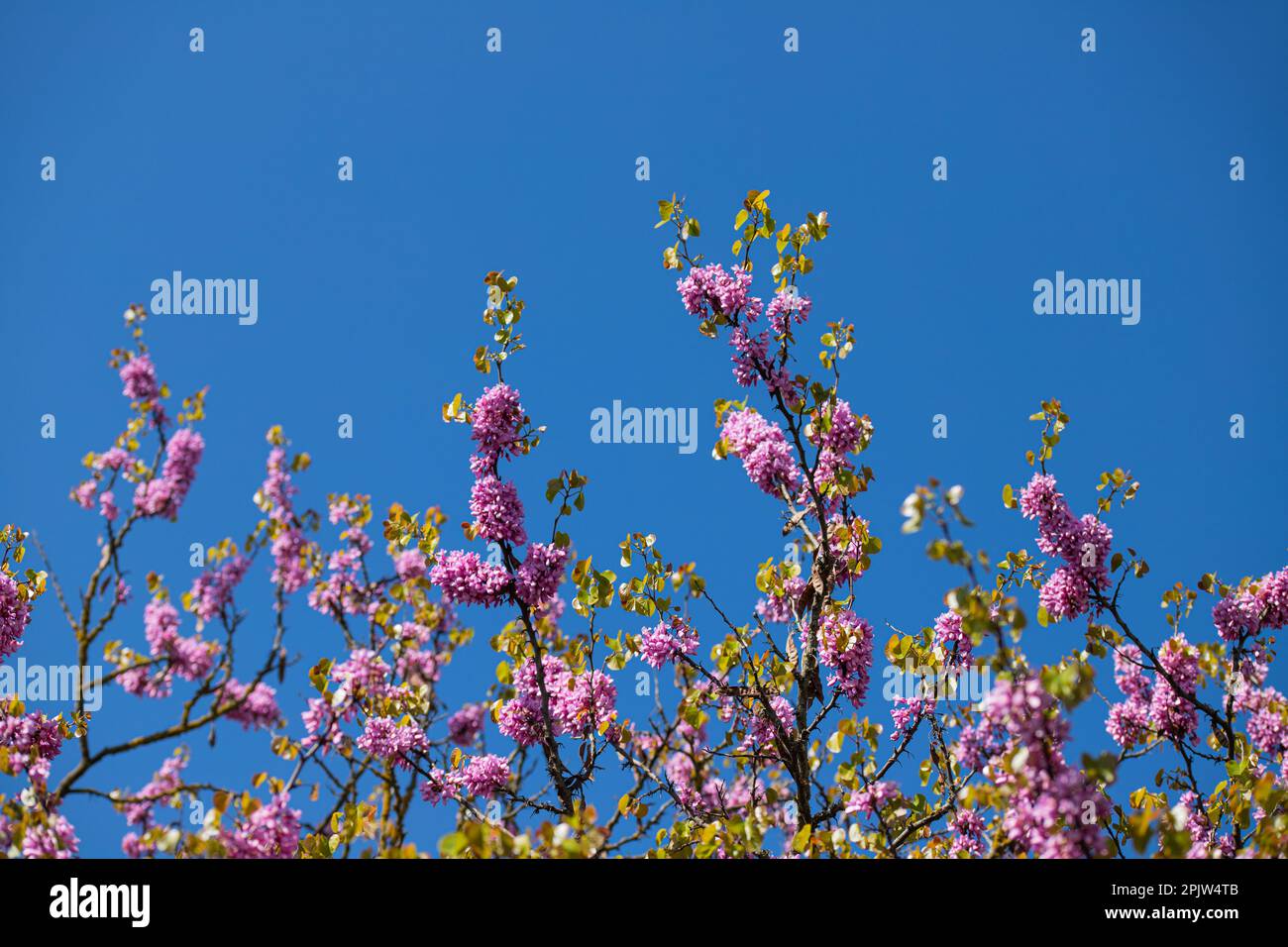 Purple flowers judas tree hi-res stock photography and images - Alamy