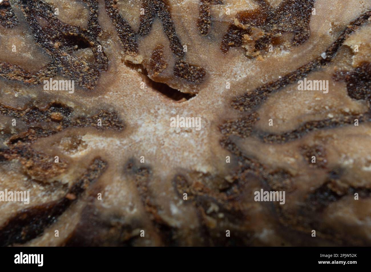 Nutmeg myristica fragrans seed hi-res stock photography and images - Alamy