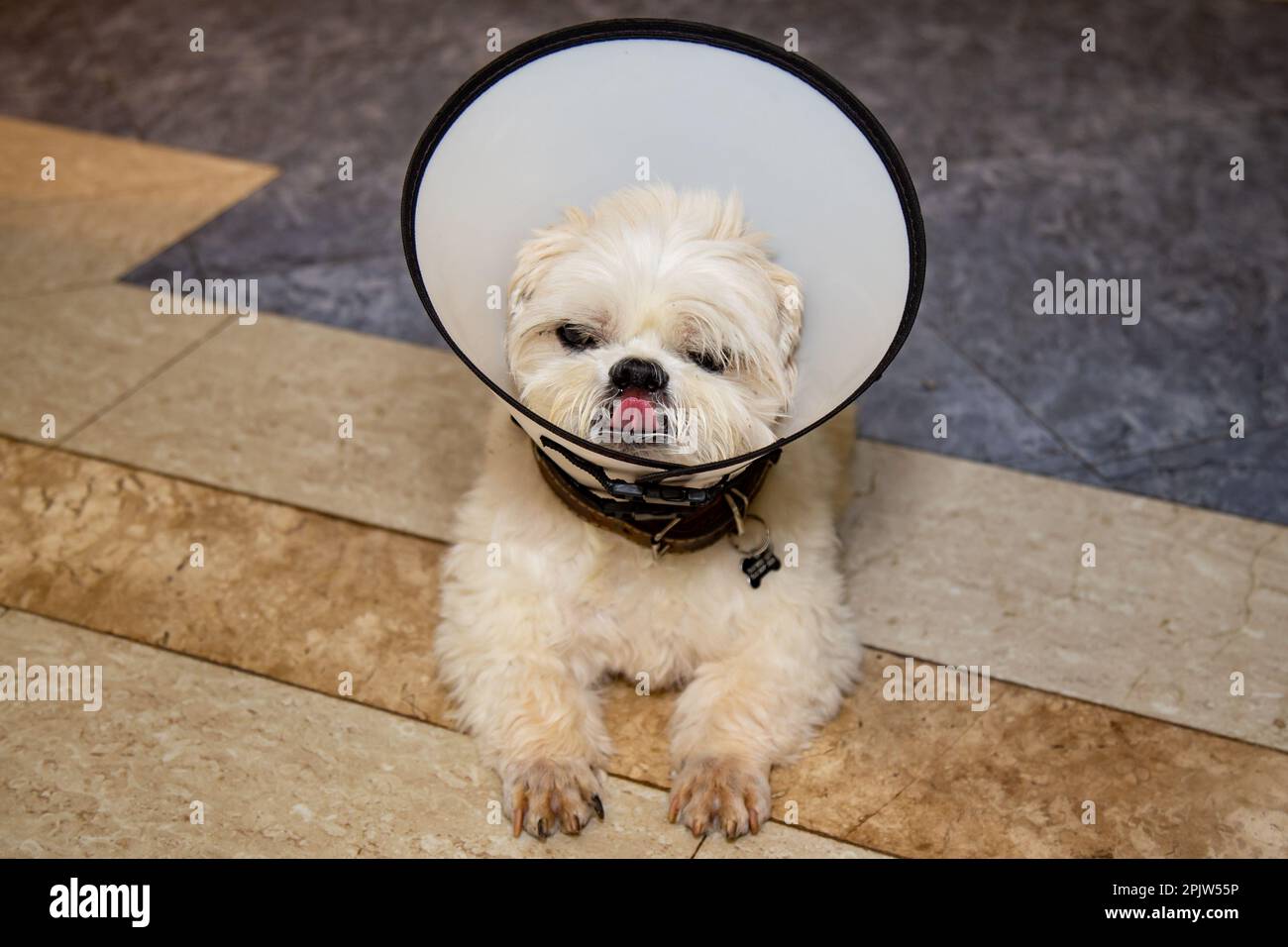 Traditional Elizabethan pet collar. Veterinary medicine Stock Photo - Alamy