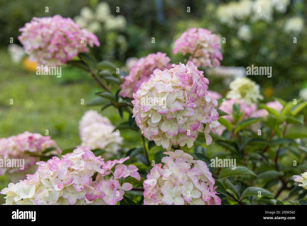 Hydrangea paniculata sort Fraise Melba hydrangea with pink flowers ...