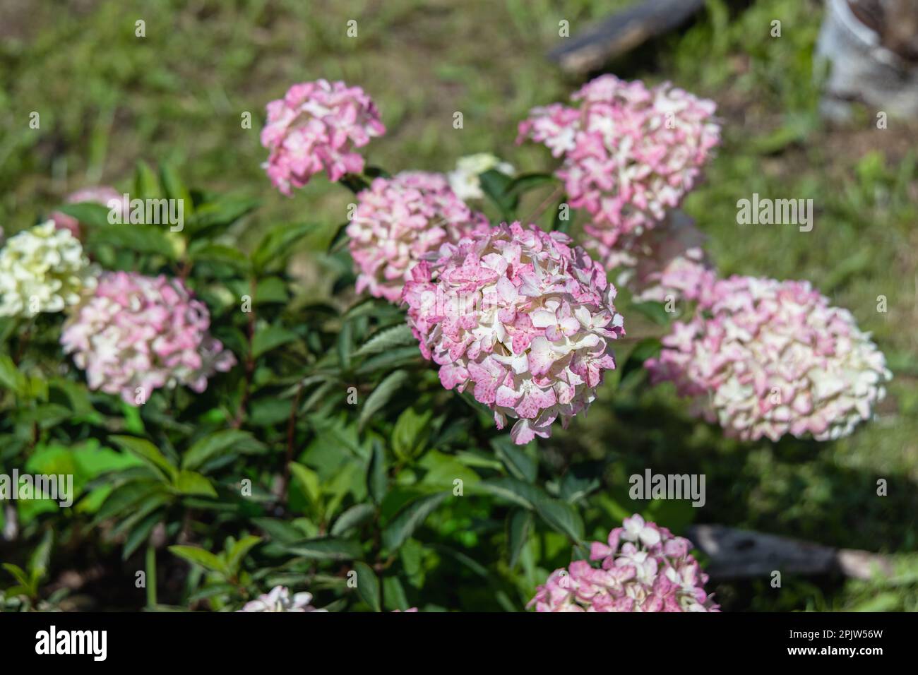 Hydrangea paniculata sort Fraise Melba hydrangea with pink flowers ...
