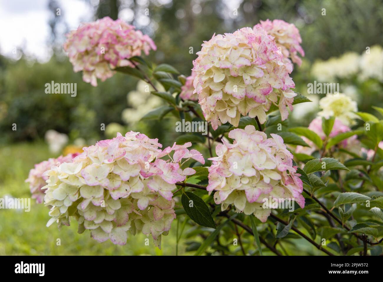 Hydrangea paniculata sort Fraise Melba hydrangea with pink flowers ...