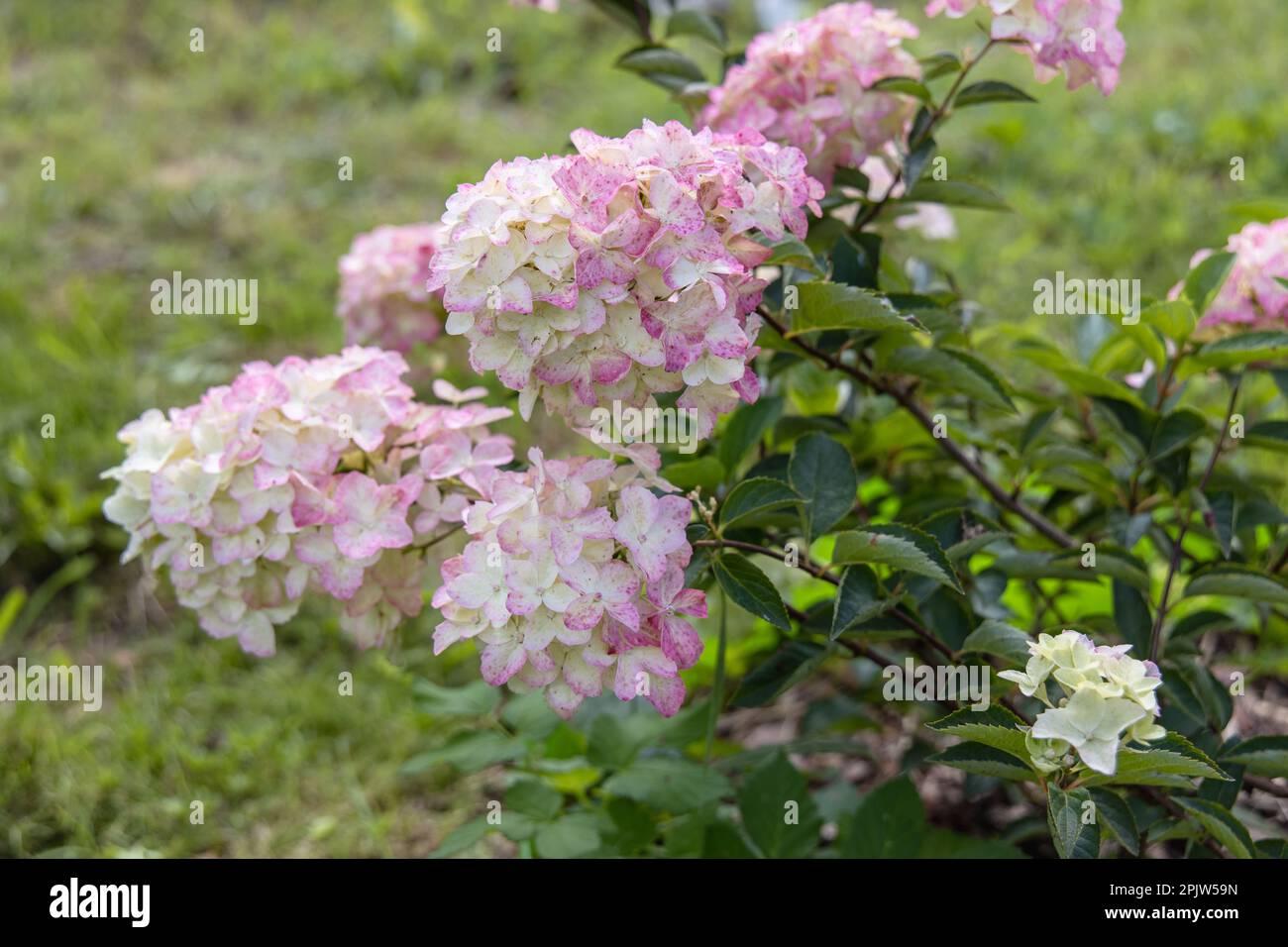 Hydrangea paniculata sort Fraise Melba hydrangea with pink flowers ...