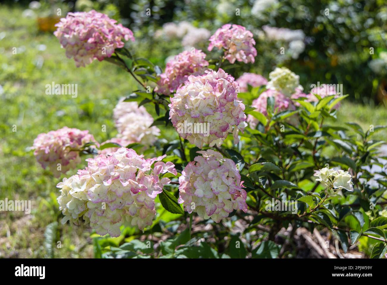 Hydrangea paniculata sort Fraise Melba hydrangea with pink flowers ...