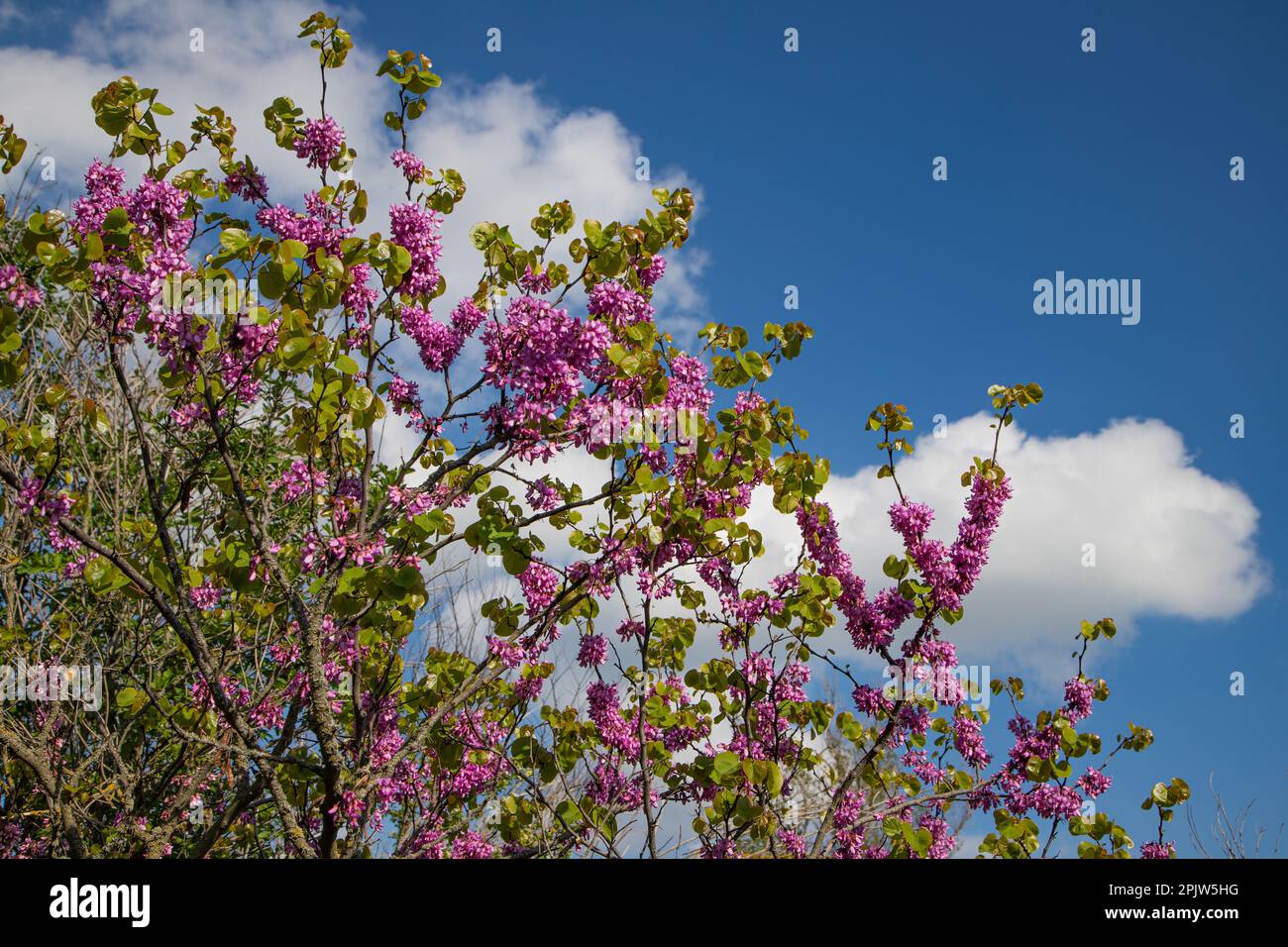 Judas tree in bloom Stock Photo - Alamy