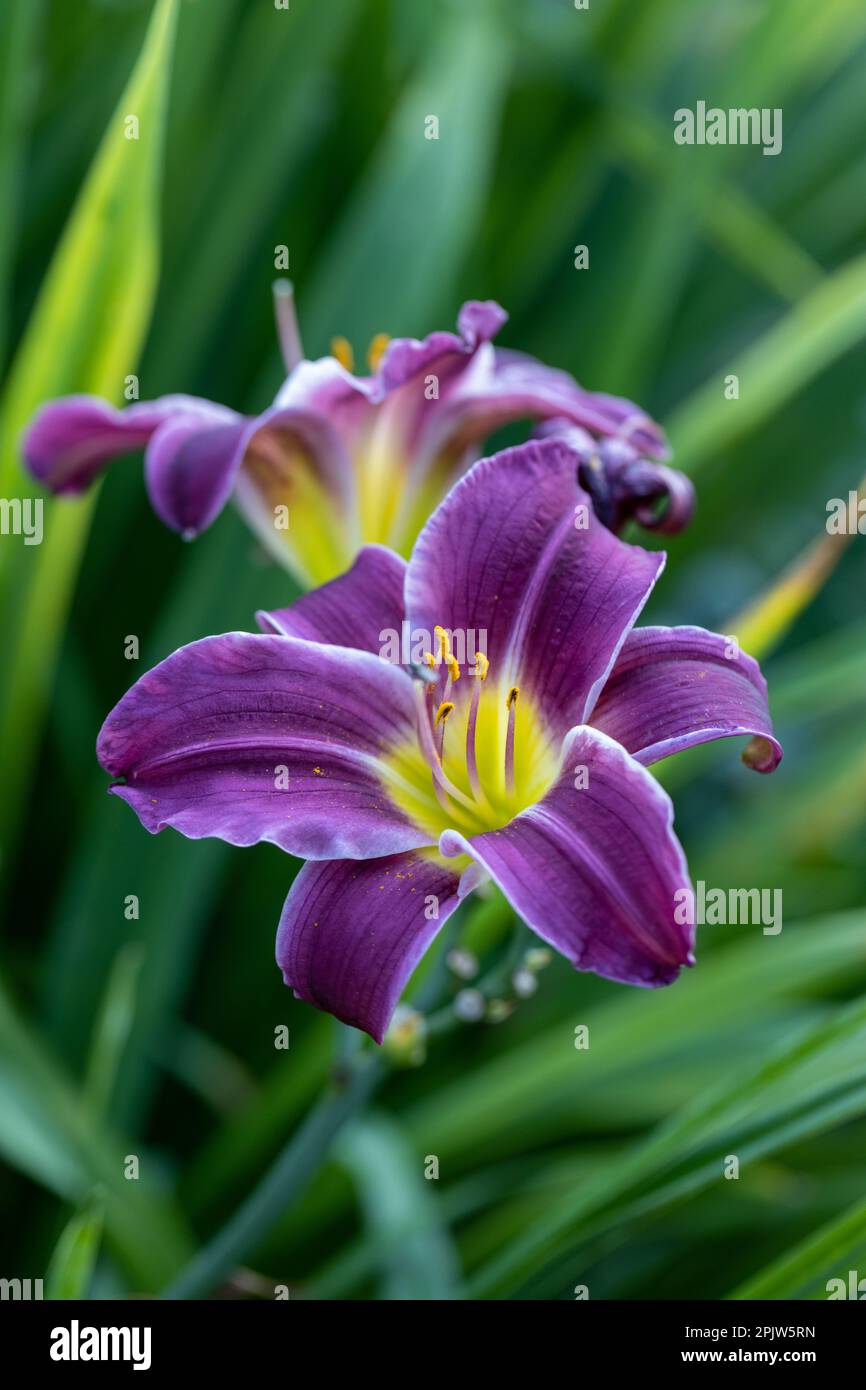 Daylily horticulture hi-res stock photography and images - Alamy