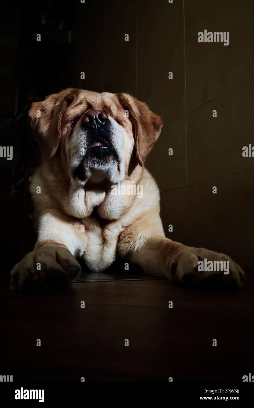 strange labrador dog Stock Photo - Alamy