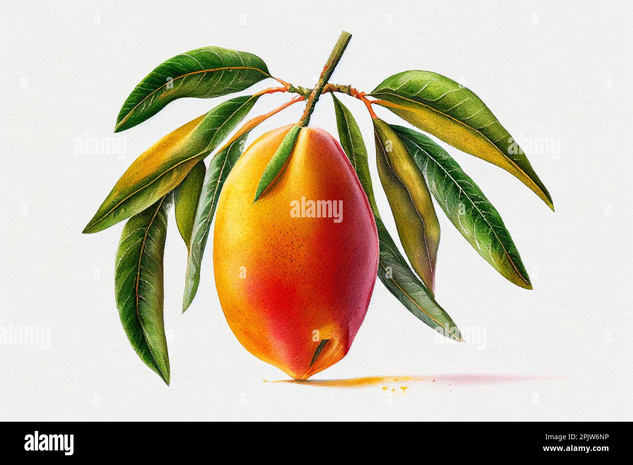 Mango botanical illustration hi-res stock photography and images - Alamy
