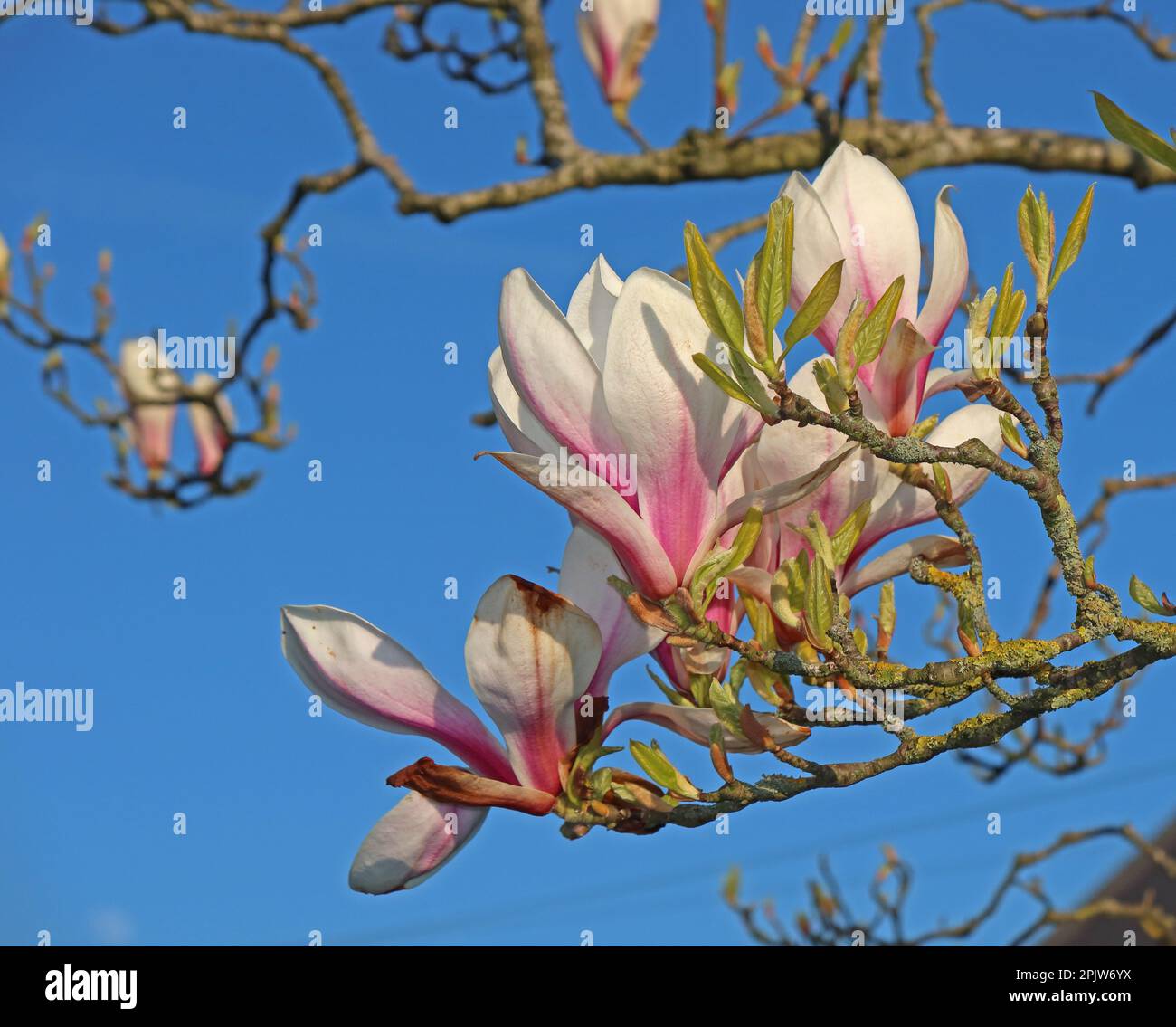 Flowering pink magnolia in village in Spring, Church Lane, Grappenhall ...