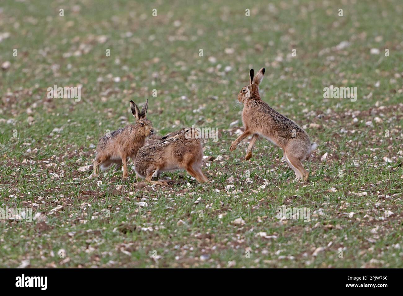 Brown Hares chasing each other in Norfolk UK Stock Photo - Alamy